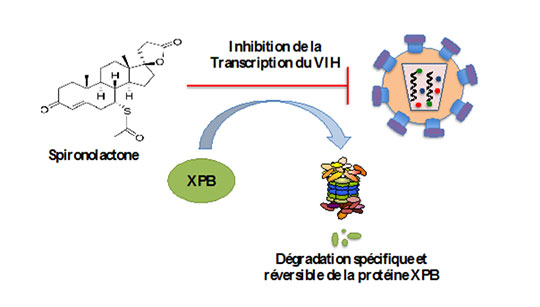 La Spironolactone : une thérapie anti-VIH accessible et bon marché ...