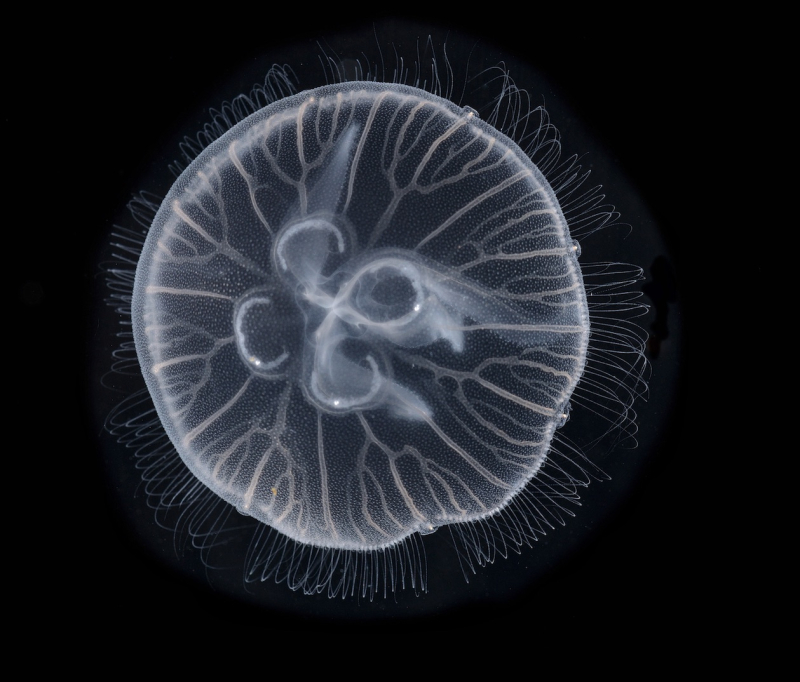 Origin of metazoans | CNRS Biologie