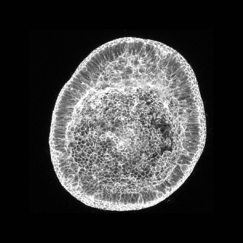 Origine des Métazoaires | CNRS Biologie
