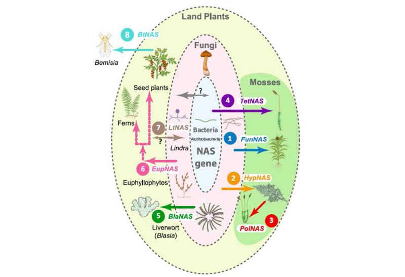 L’odyssée d’un gène à travers les génomes | CNRS Biologie