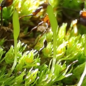 Takakia au Tibet : les adaptations d’une mousse en haute altitude ...