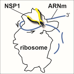 Understanding SARS-CoV-2's Hijacking of Cellular Translation: Exploring ...
