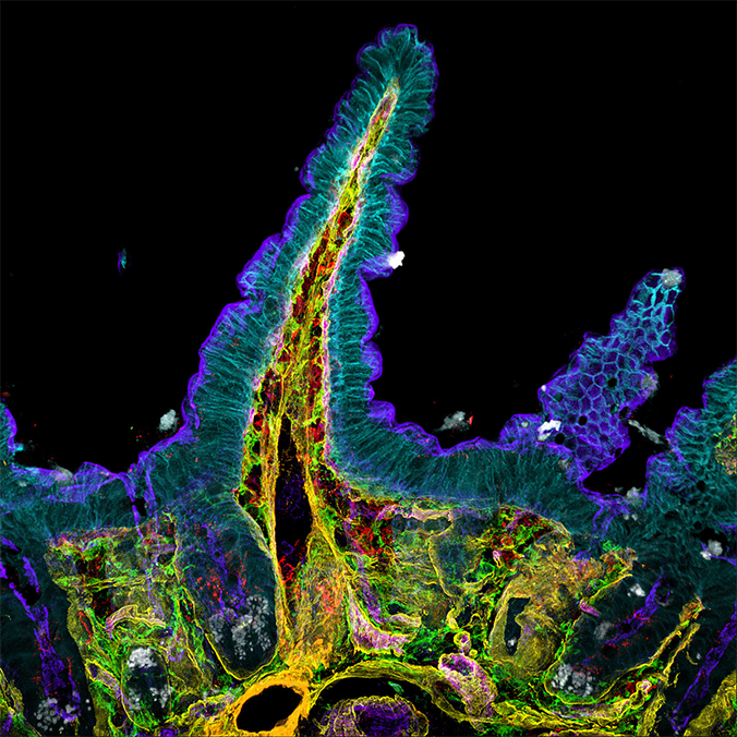 L’organisation des architectes des cellules épithéliales | CNRS Biologie