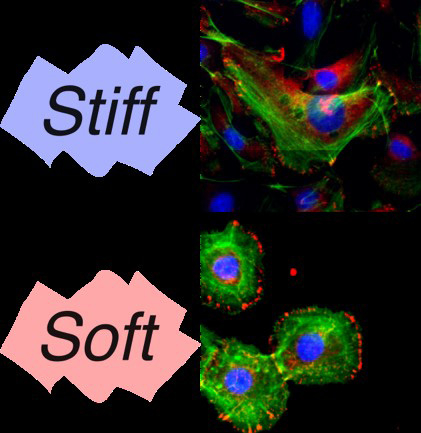 Une nouvelle technologie pour l’étude des cellules progénitrices | CNRS ...