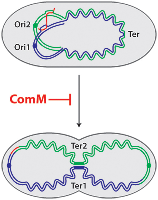 Une pause nécessaire pour se transformer ! | CNRS Biologie