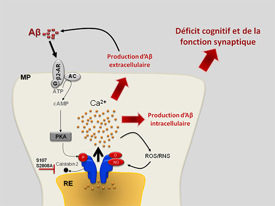 Le récepteur de la Ryanodine: une nouvelle cible thérapeutique contre ...