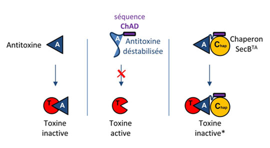 L’addiction au chaperon chez les systèmes Toxine-Antitoxine | CNRS Biologie