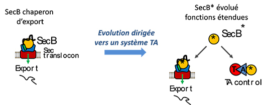 Evolution dirigée du chaperon SecB vers les systèmes Toxine-Antitoxine ...