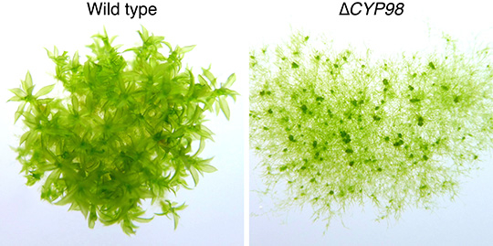 La cuticule des mousses : ancêtre de la lignine des plantes vasculaires ...