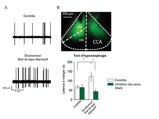 Le cortex cingulaire antérieur, entre douleur et dépression | CNRS Biologie