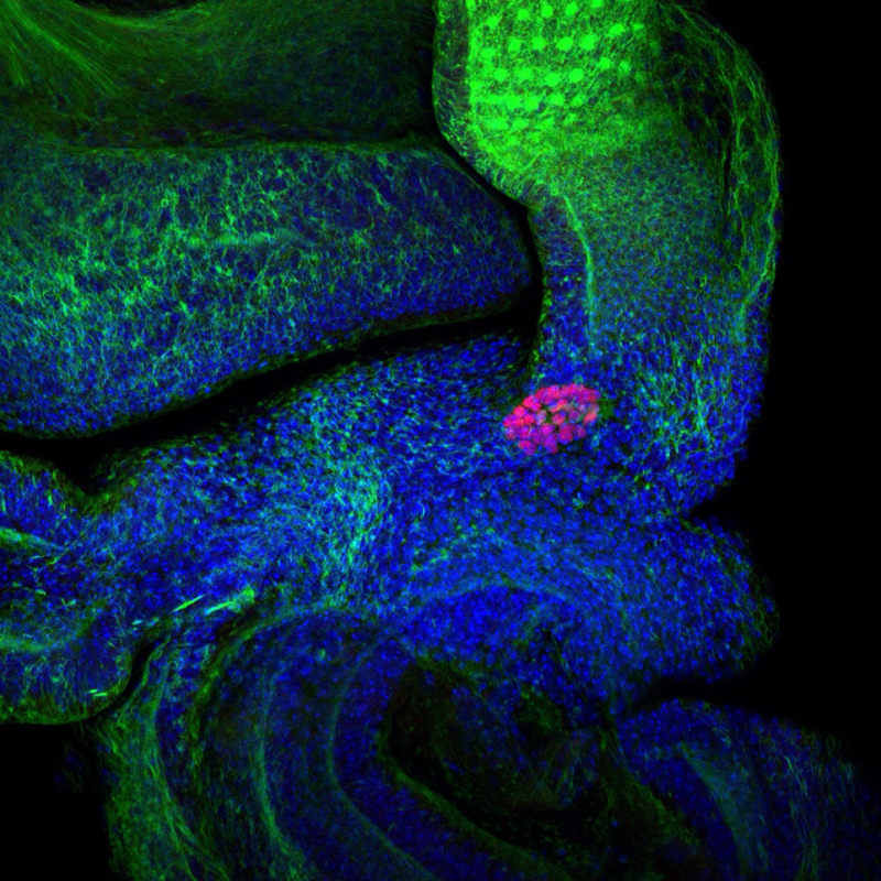 Developmental regulation: from molecular to ecological niches | CNRS ...