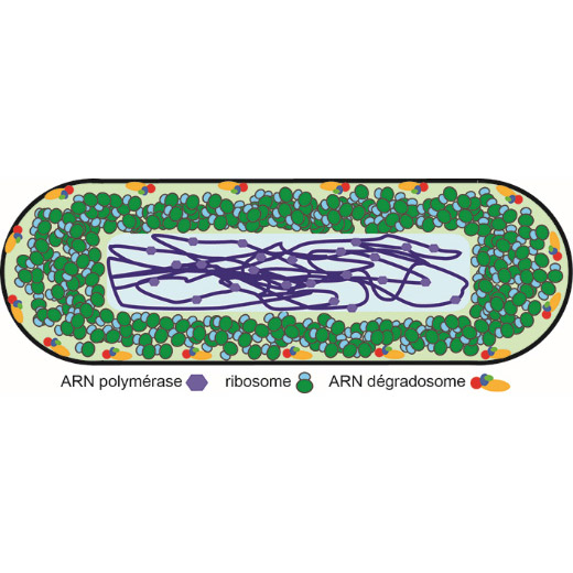 Contrôle qualité de l'assemblage des ribosomes bactériens par le dégradosome d’ARN | CNRS Biologie