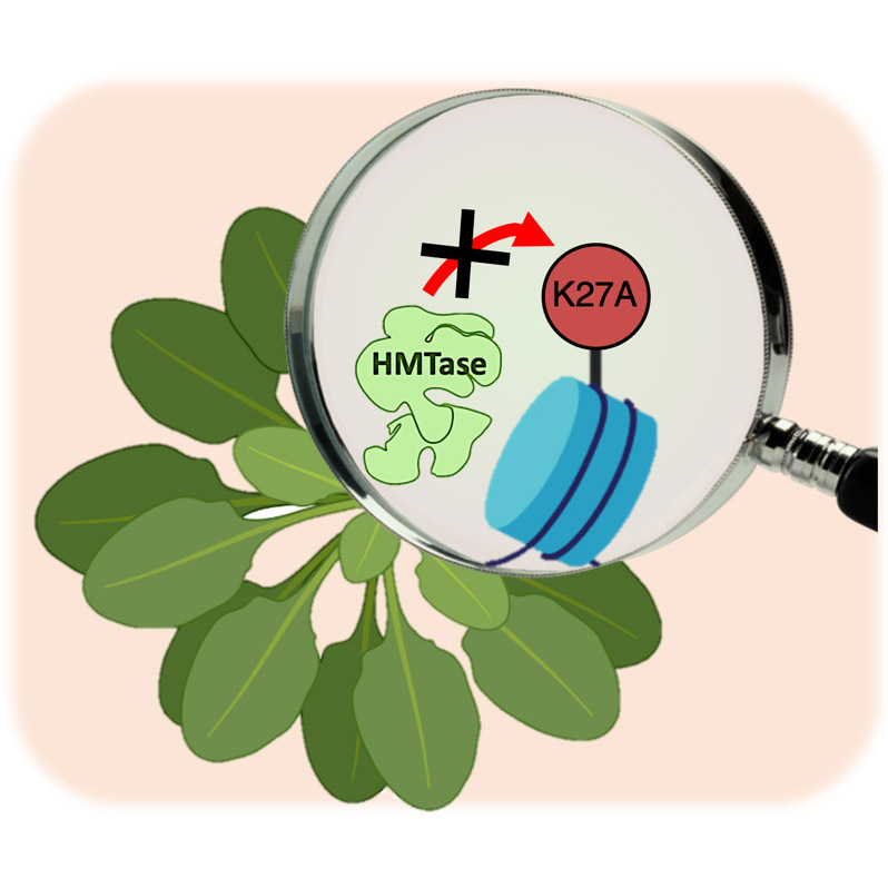 L’édition d’histones, une approche inédite pour explorer la régulation ...