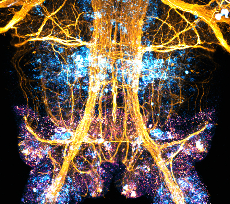 Notch : un architecte crucial de la neurogenèse chez les animaux ...