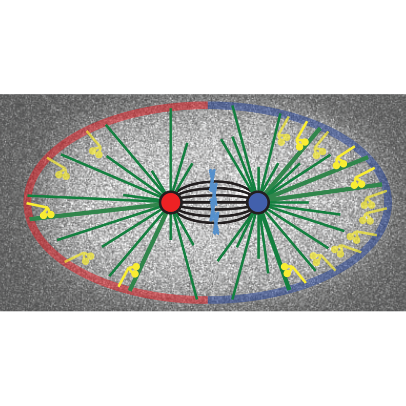 La chorégraphie du fuseau lors des divisions des cellules souches | INSB