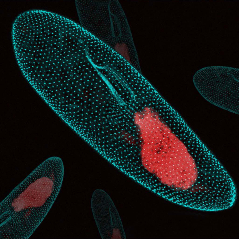 Une enzyme pas comme les autres fait taire les séquences répétées du ...