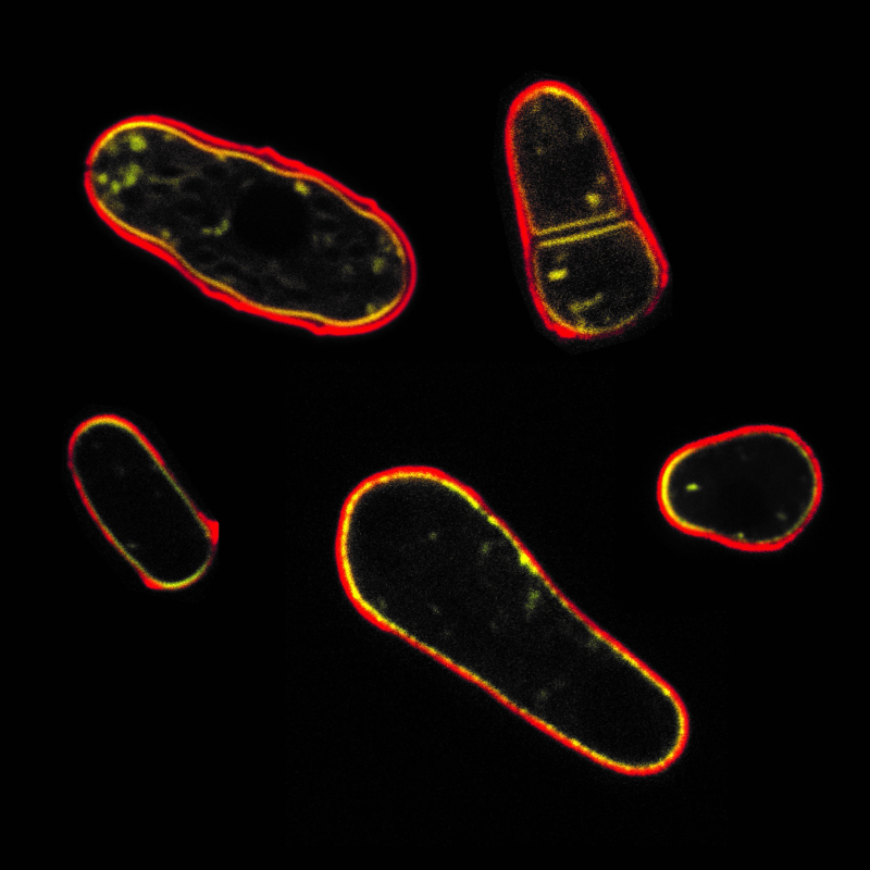 Pour la taille d’une cellule, c’est la rigidité de l’enveloppe qui ...