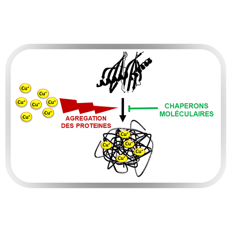 Mécanisme d’action du cuivre, un puissant agent anti-microbien | CNRS ...