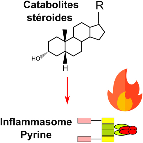 Les métabolites des hormones stéroïdes activent l'inflammasome pyrine ...