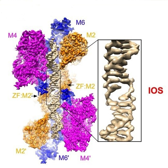 Comment l’ADN s’ouvre au moment de se répliquer | CNRS Biologie