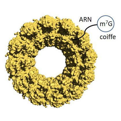 "Uncovering the Molecular Mechanism of Viral RNA Capping by nsP1 ...