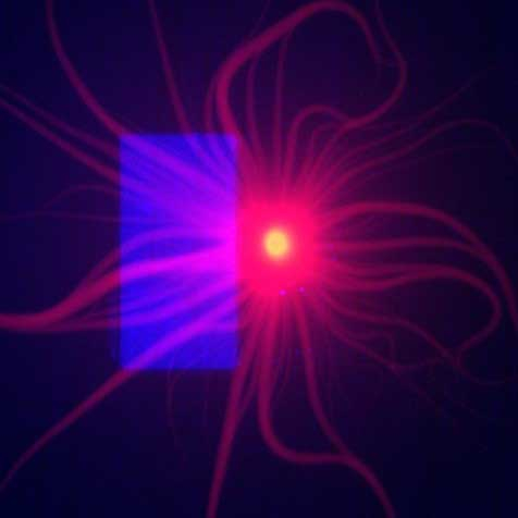 La friction : un acteur clé dans la morphogenèse cellulaire | CNRS Biologie