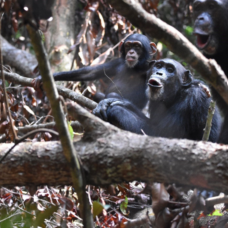 Les combinaisons de cris des chimpanzés portent plusieurs sens | CNRS ...