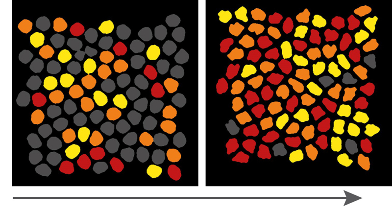 Cellular noise: one mechanism, two models | Drupal
