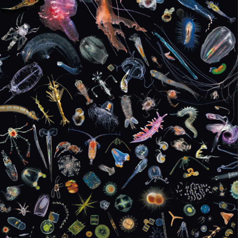 Le plancton eucaryote dans l’océan mondial : le dessous des cartes ...