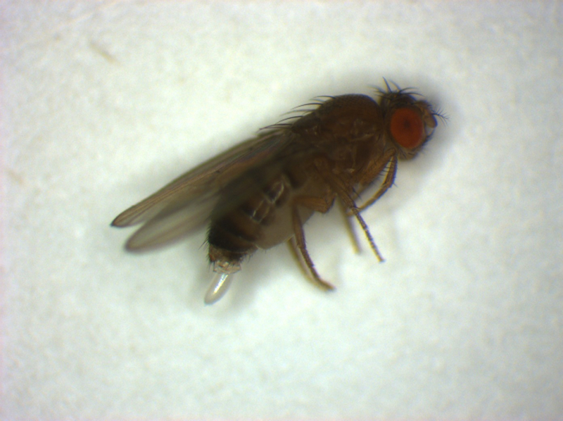 Et si le réchauffement climatique modifiait durablement le génome de la ...