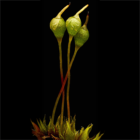 L’odyssée d’un gène à travers les génomes | CNRS Biologie